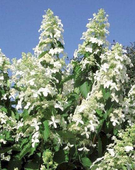 Гортензия метельчатая Левана ~ Hydrangea paniculata Levana — Садовые ...
